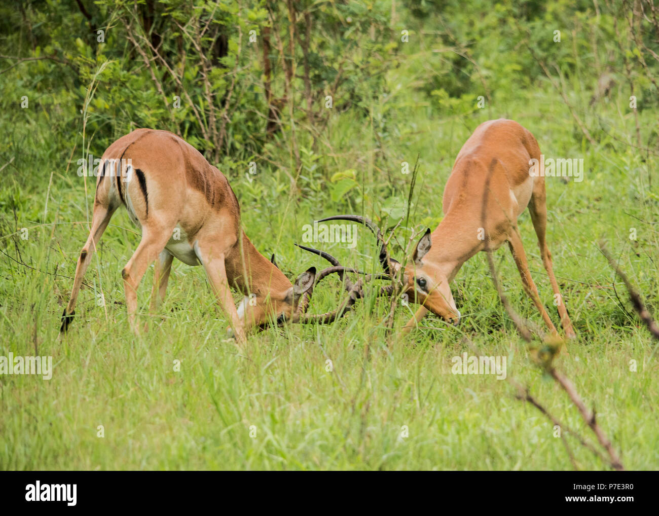 Schöne antilopen -Fotos und -Bildmaterial in hoher Auflösung – Alamy