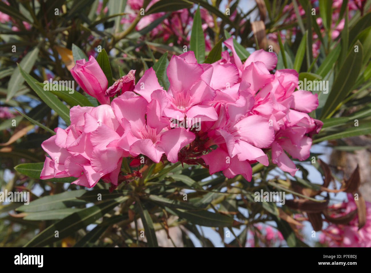 Nerium oleander oleander baum -Fotos und -Bildmaterial in hoher ...