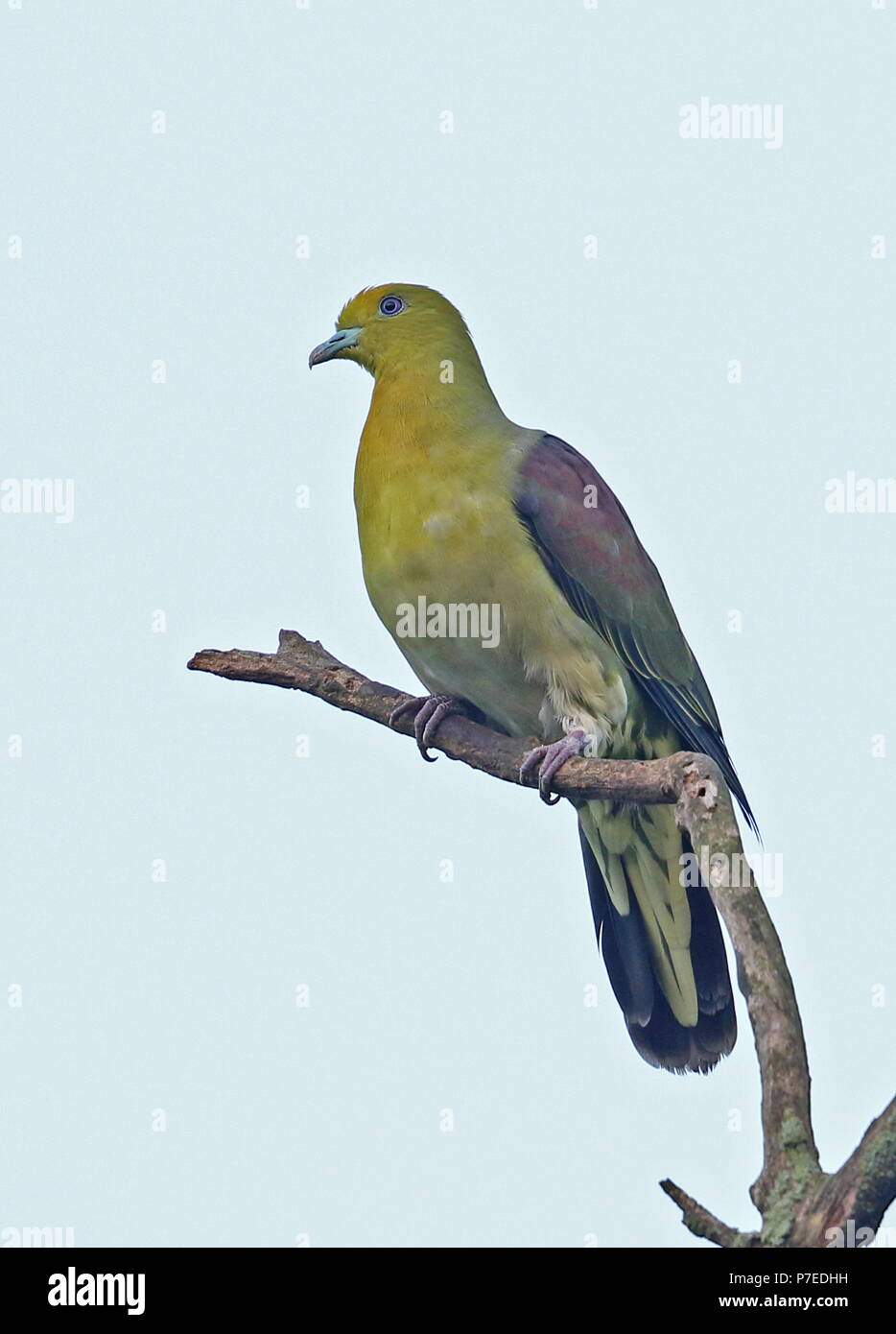 Totes weißes männchen -Fotos und -Bildmaterial in hoher Auflösung – Alamy
