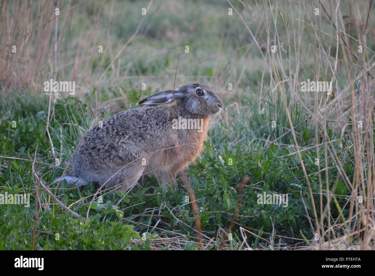 Vogel hase essen -Fotos und -Bildmaterial in hoher Auflösung – Alamy