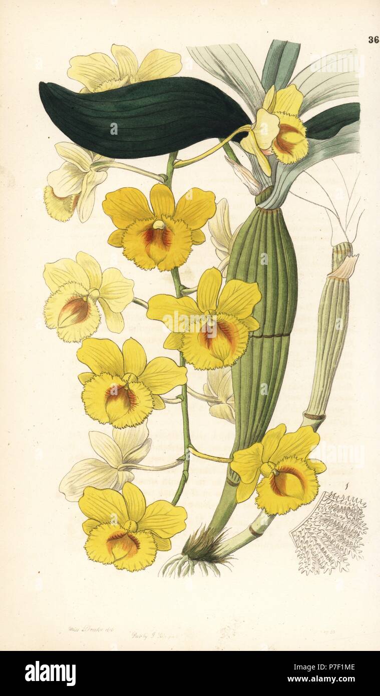 Goldener bogen dendrobium -Fotos und -Bildmaterial in hoher Auflösung ...