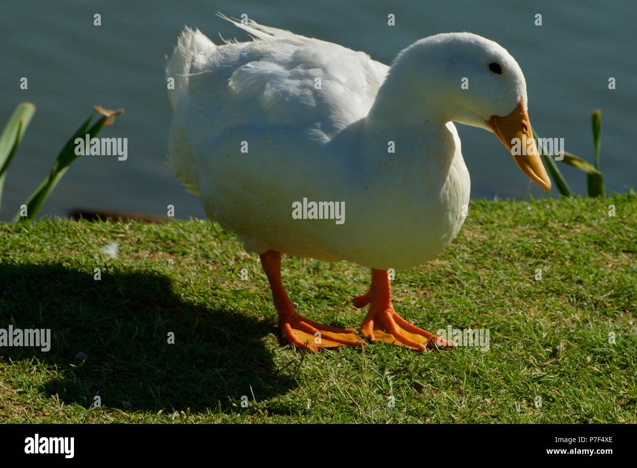 Liebte ente -Fotos und -Bildmaterial in hoher Auflösung – Alamy