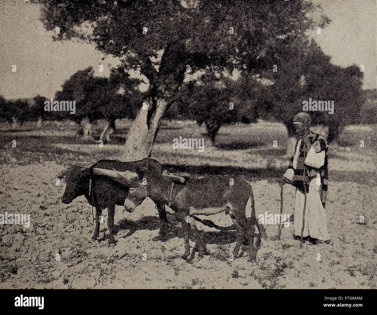 Esel und pflug -Fotos und -Bildmaterial in hoher Auflösung – Alamy