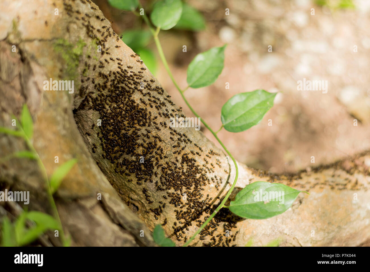 Termite Isoptera Stockfotos und -bilder Kaufen - Alamy