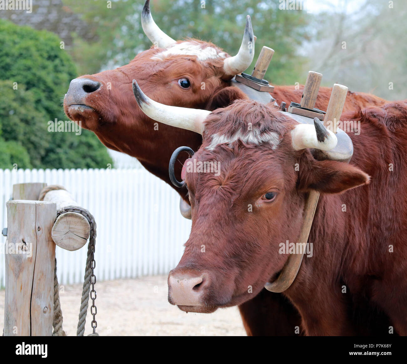 Joch von ochsen -Fotos und -Bildmaterial in hoher Auflösung – Alamy