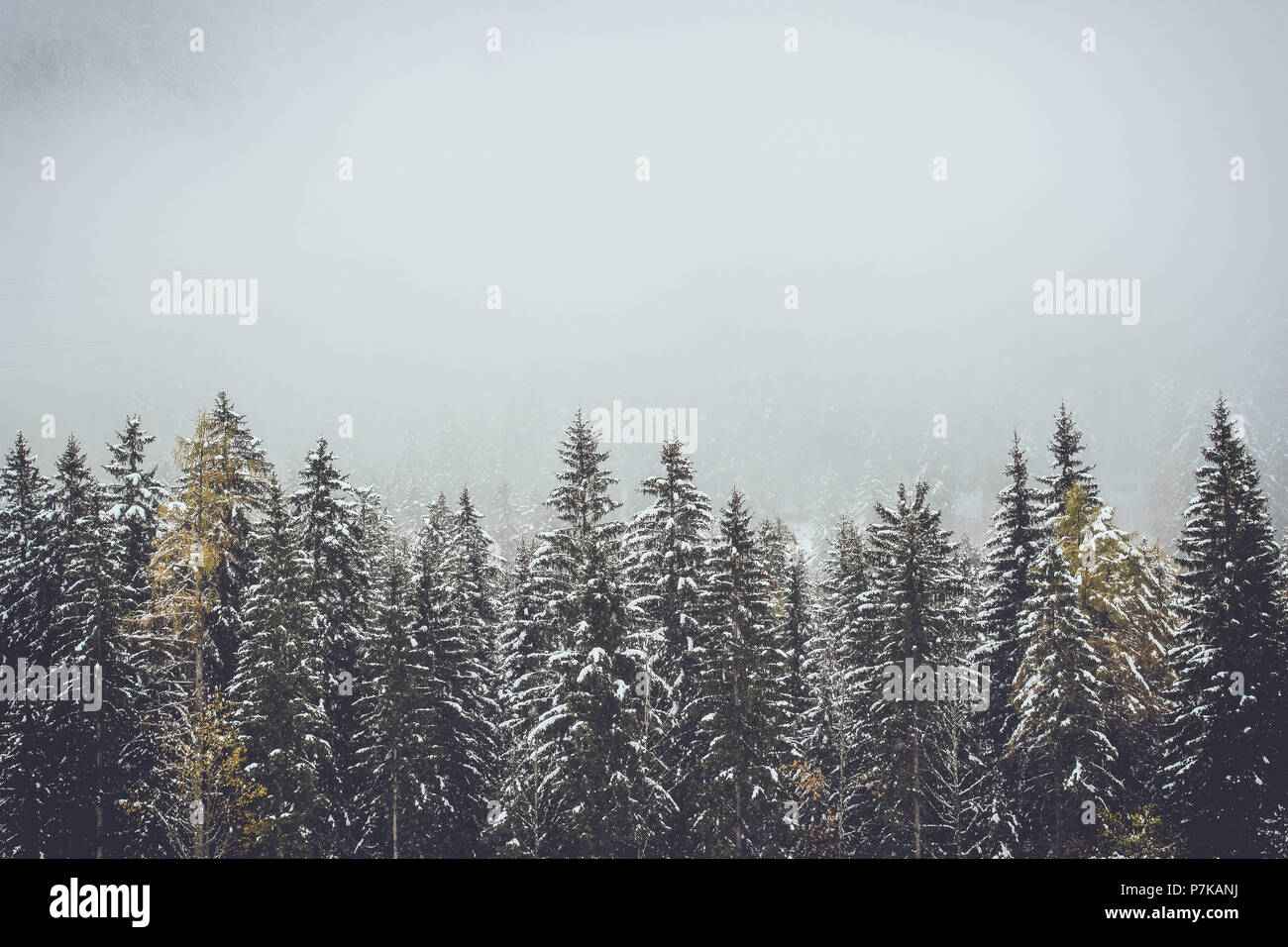 Verschneiter nadelwald -Fotos und -Bildmaterial in hoher Auflösung – Alamy