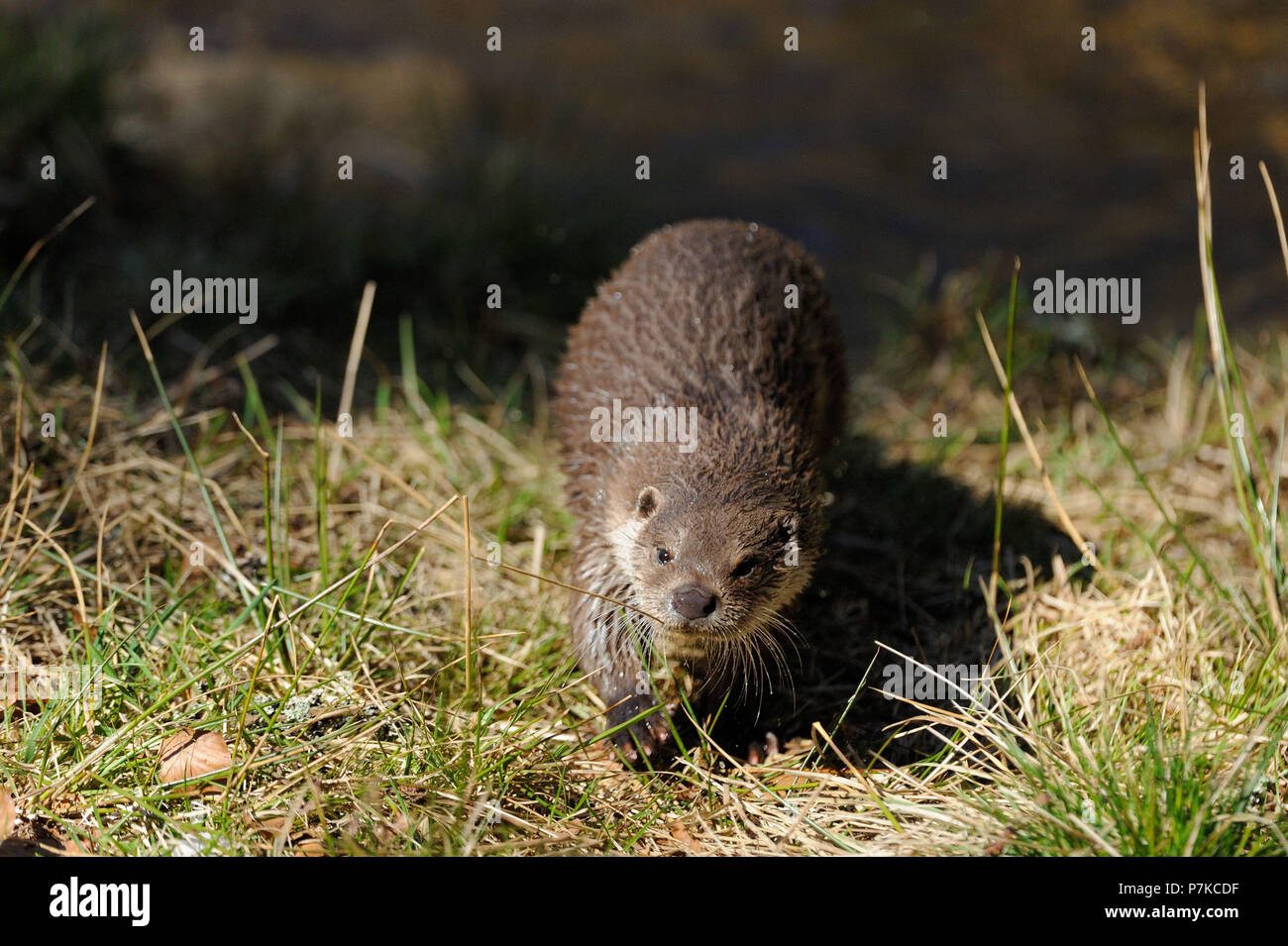 Einheimische raubtiere -Fotos und -Bildmaterial in hoher Auflösung – Alamy