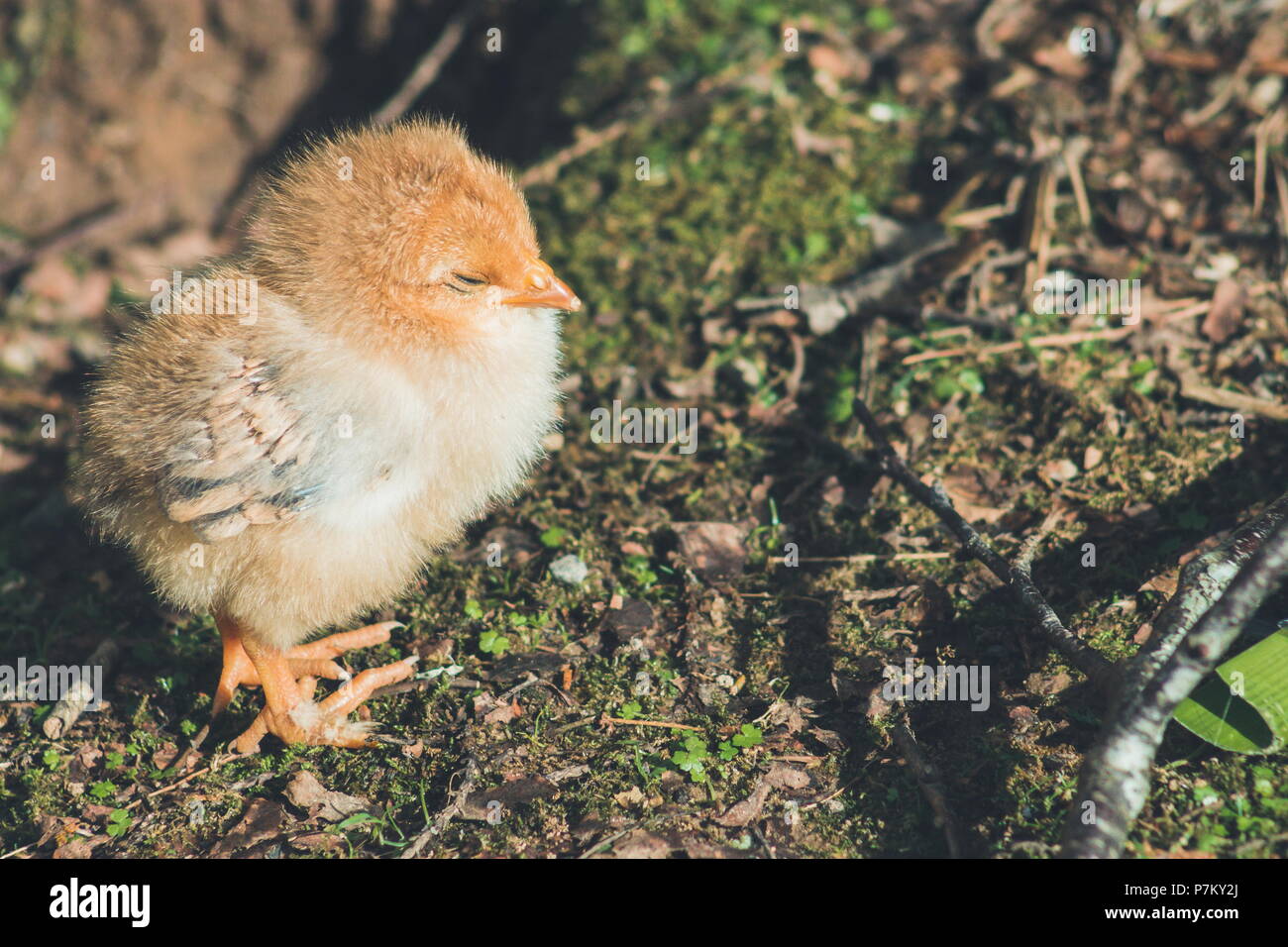 Flaumiges Huhn Stockfotos und -bilder Kaufen - Alamy
