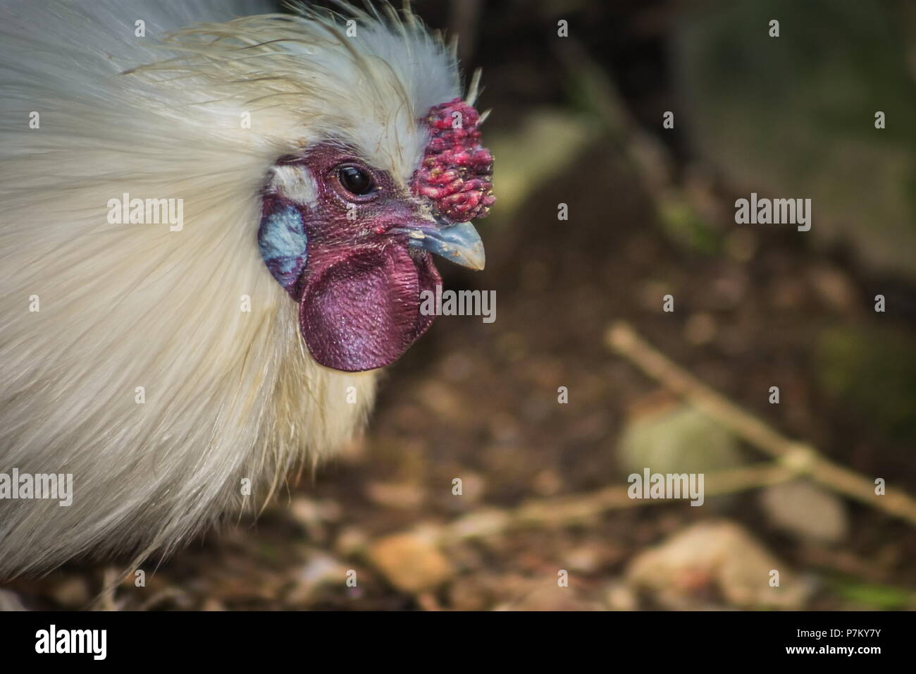 Silky chicken -Fotos und -Bildmaterial in hoher Auflösung – Alamy