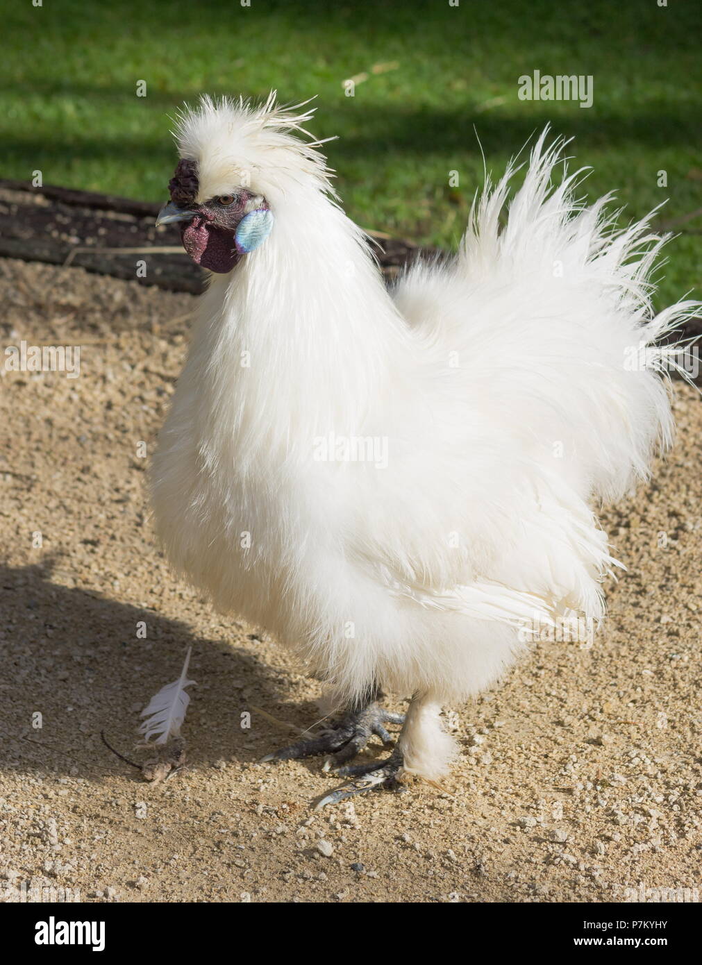 Silky chicken -Fotos und -Bildmaterial in hoher Auflösung – Alamy