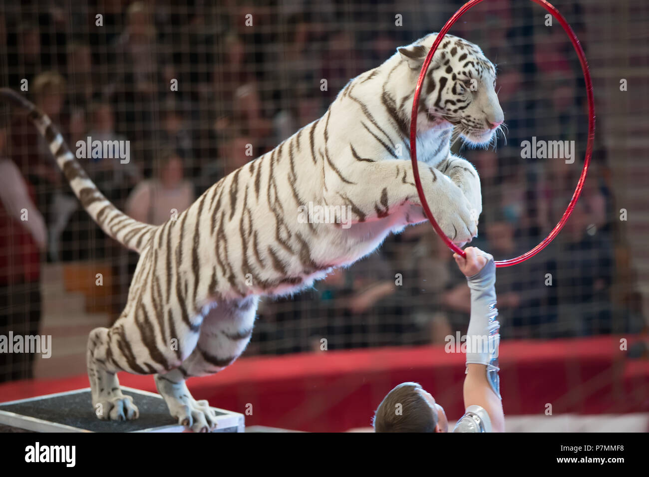 Tigers In Circus Stockfotos & Tigers In Circus Bilder - Alamy