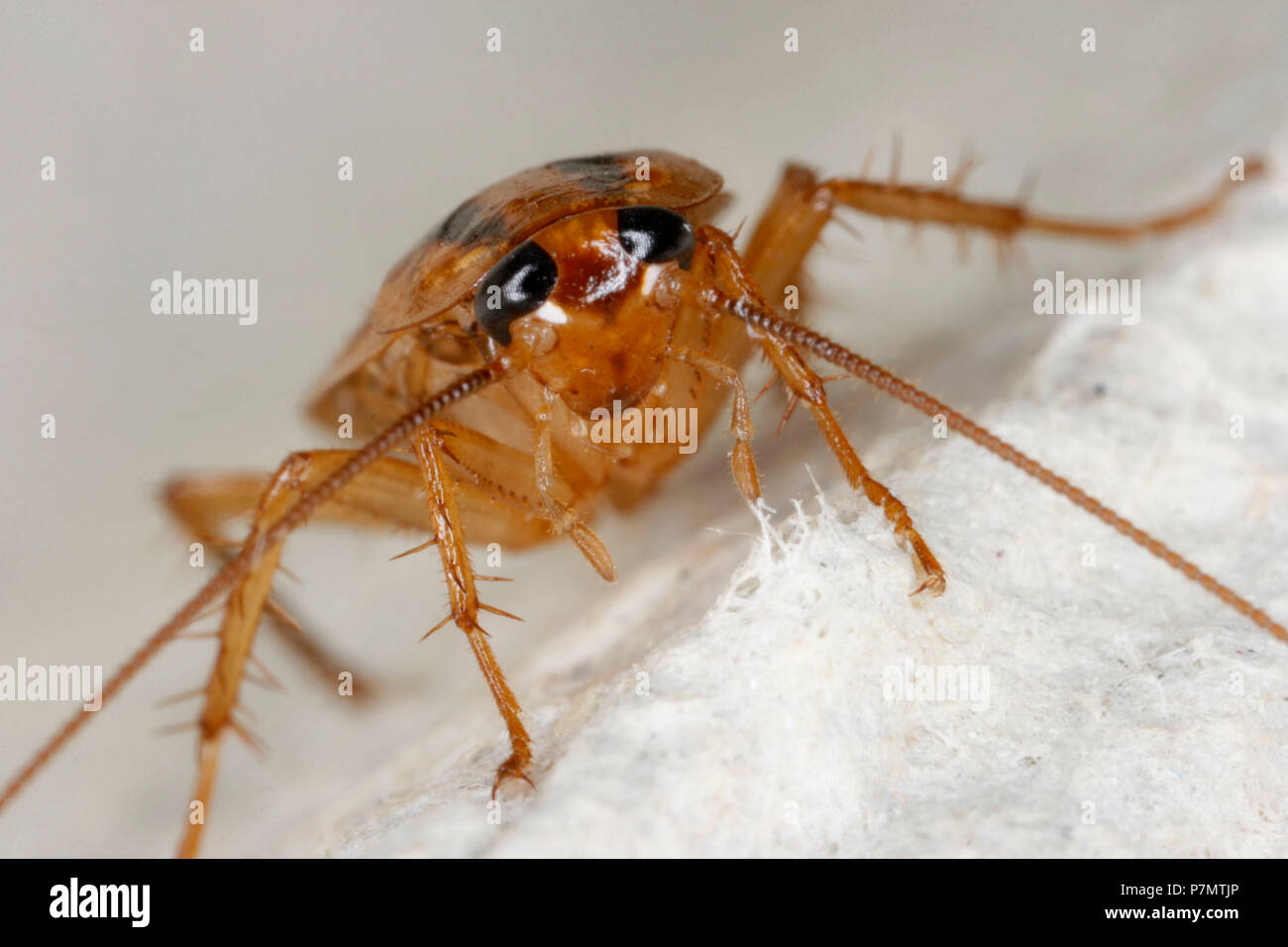 Portrait der Deutschen Schabe (Blattella germanica Stockfotografie - Alamy