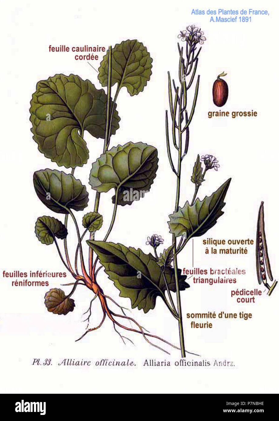 Alliaria officinalis -Fotos und -Bildmaterial in hoher Auflösung – Alamy