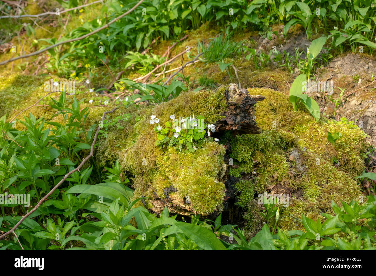 Kuckuckfleisch -Fotos und -Bildmaterial in hoher Auflösung – Alamy