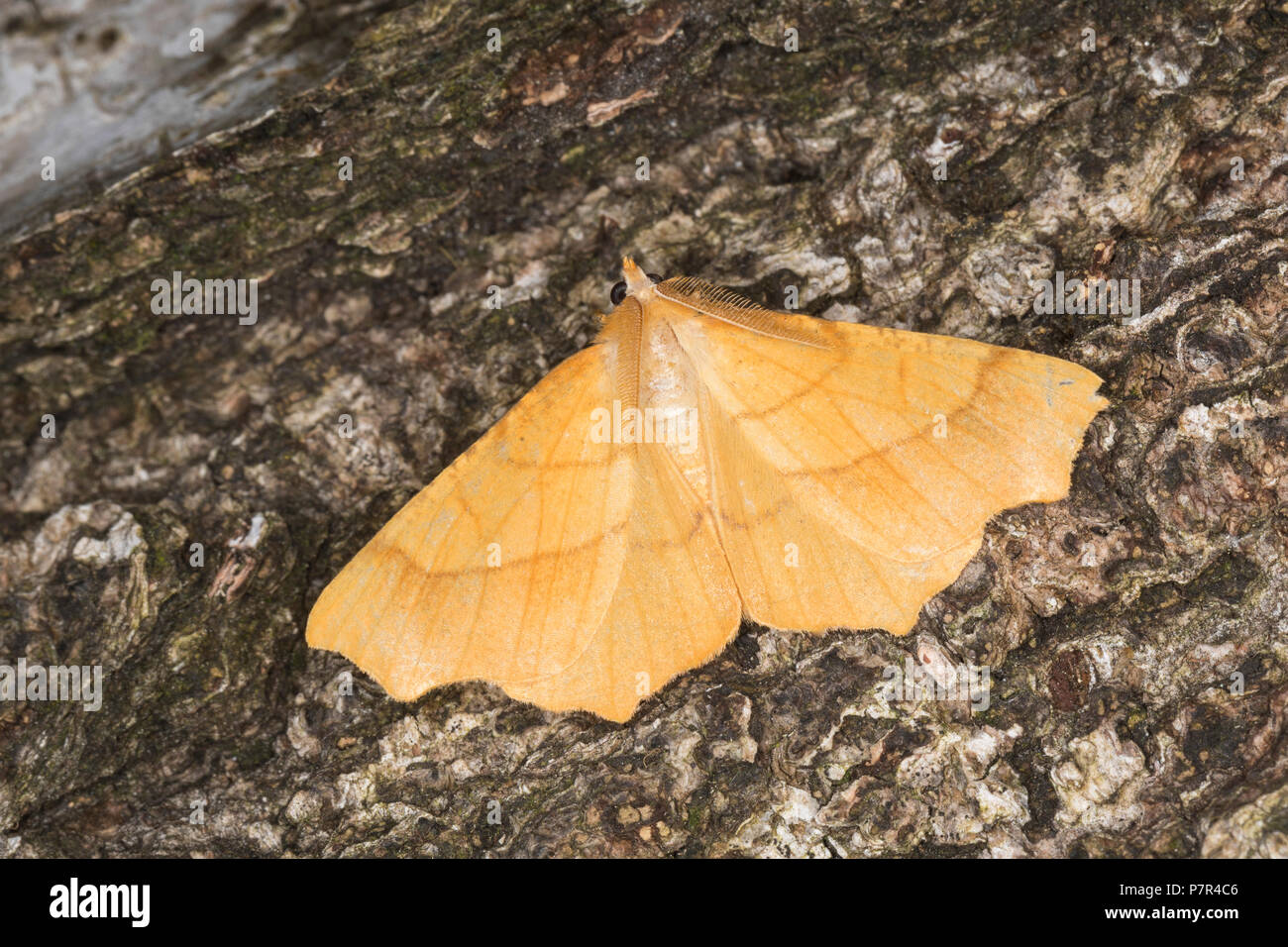 Geometer motten -Fotos und -Bildmaterial in hoher Auflösung – Alamy