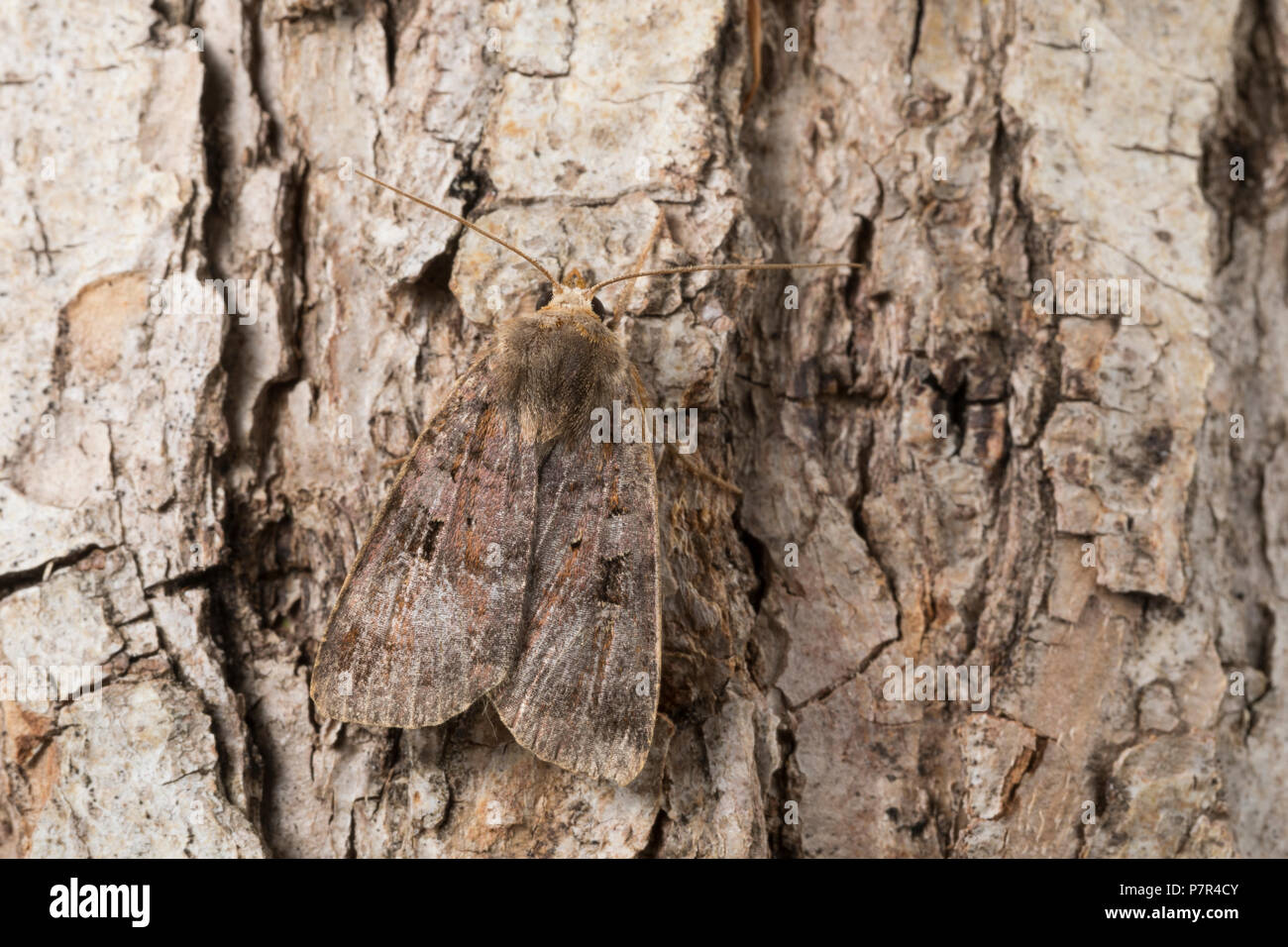 Rotgefranste erdeule -Fotos und -Bildmaterial in hoher Auflösung – Alamy