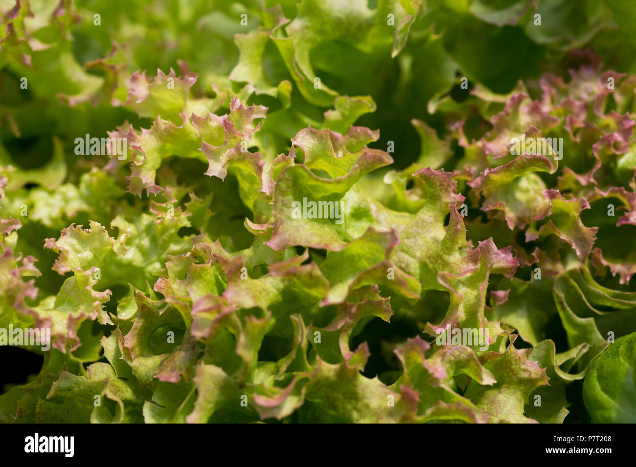 Lactuca lollo rosso -Fotos und -Bildmaterial in hoher Auflösung – Alamy