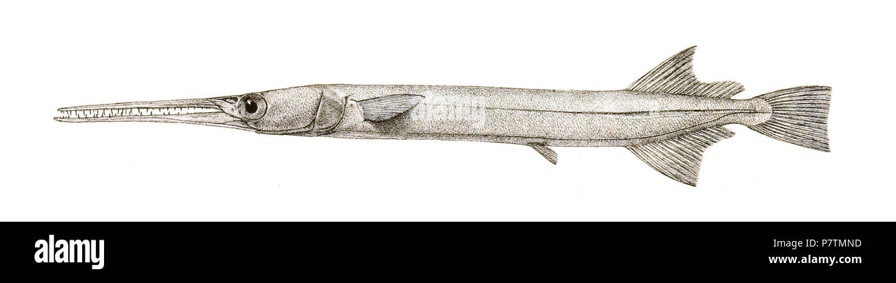 Belone cancila -Fotos und -Bildmaterial in hoher Auflösung – Alamy