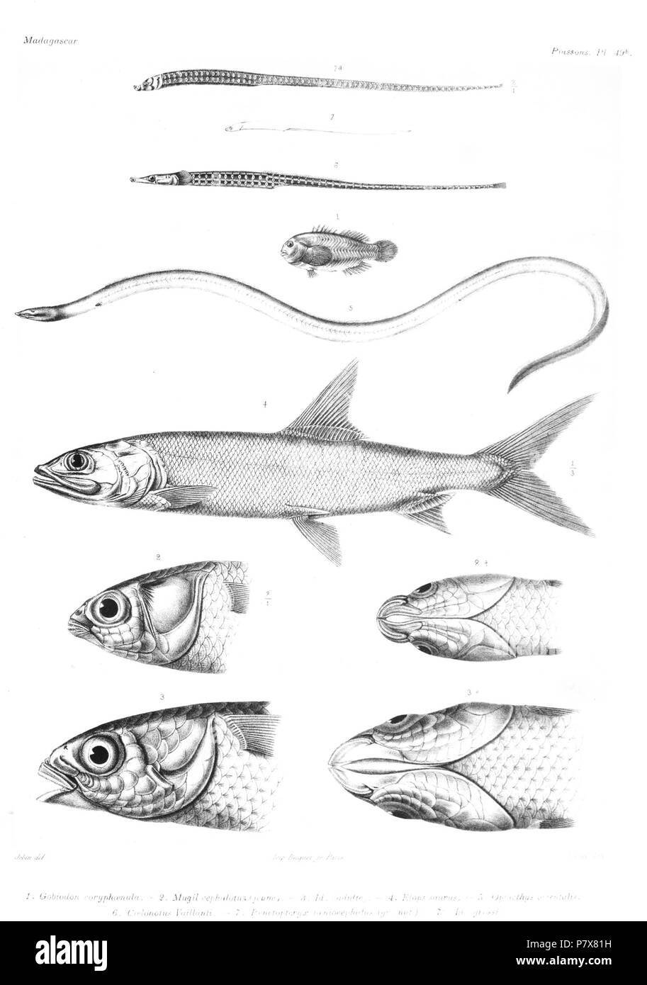 Elops saurus -Fotos und -Bildmaterial in hoher Auflösung – Alamy