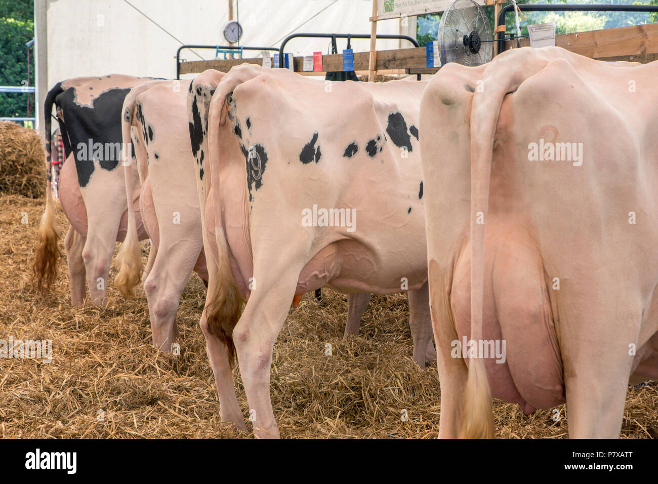 Cows udder cow udder udders -Fotos und -Bildmaterial in hoher Auflösung ...