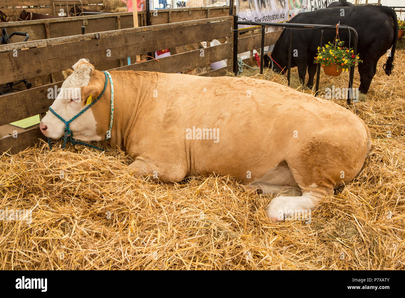 Simmental bull -Fotos und -Bildmaterial in hoher Auflösung – Alamy