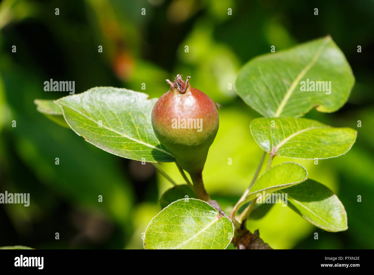 Kleine birne -Fotos und -Bildmaterial in hoher Auflösung – Alamy