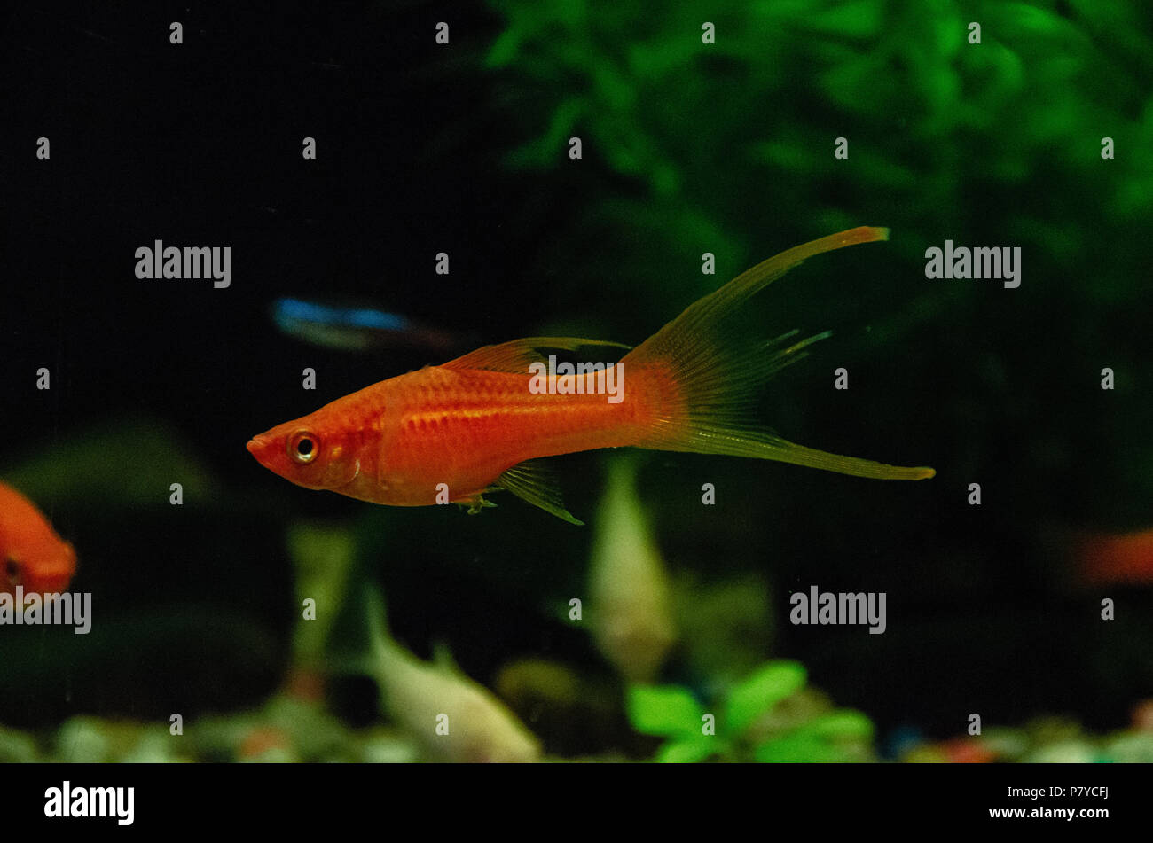 Freshwater Aquarium Fish Stockfotos und -bilder Kaufen - Alamy