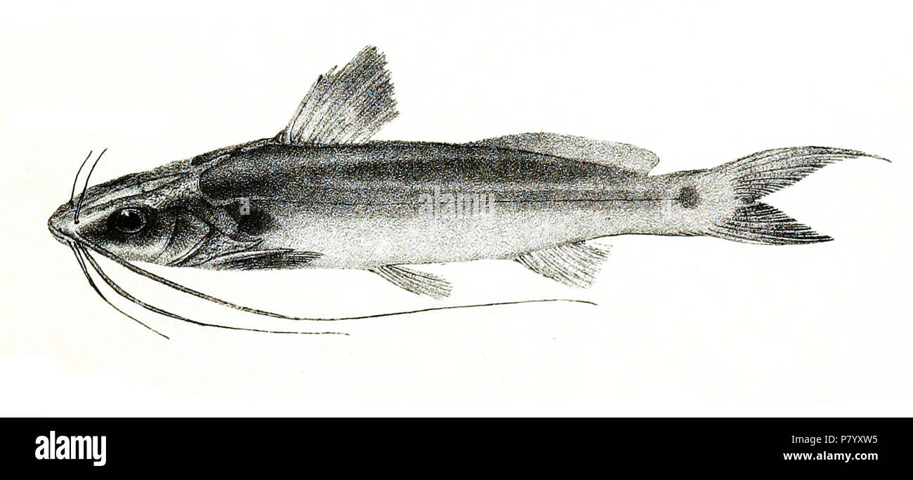 Mystus montanus Syn. Macrones montanus Die Namen der Arten/Identität ...