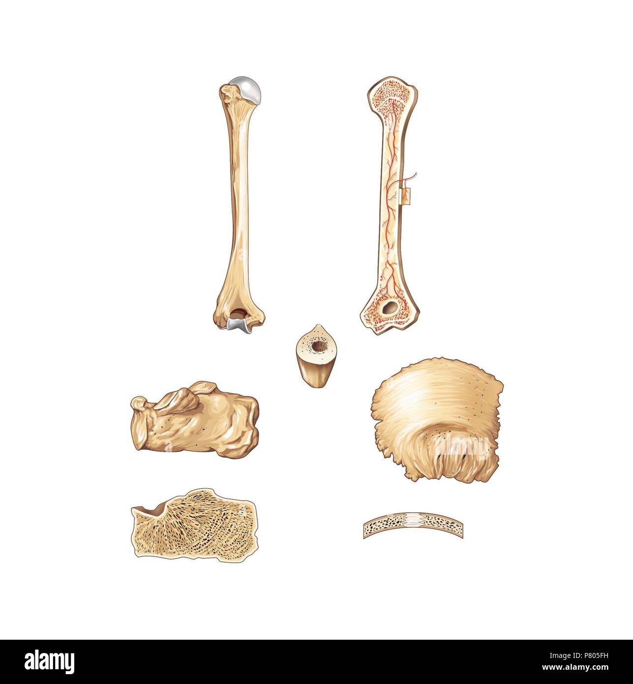 Aufbau und Arten von Knochen Stockfotografie - Alamy