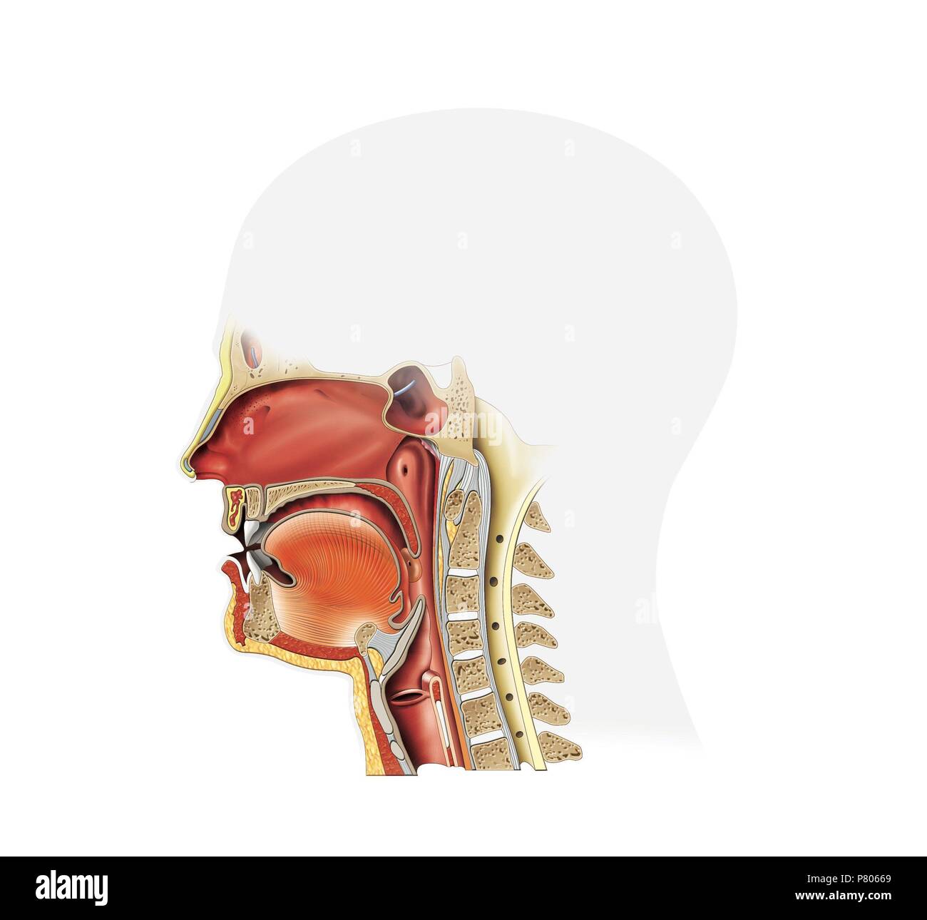Pharynx anatomy -Fotos und -Bildmaterial in hoher Auflösung – Alamy