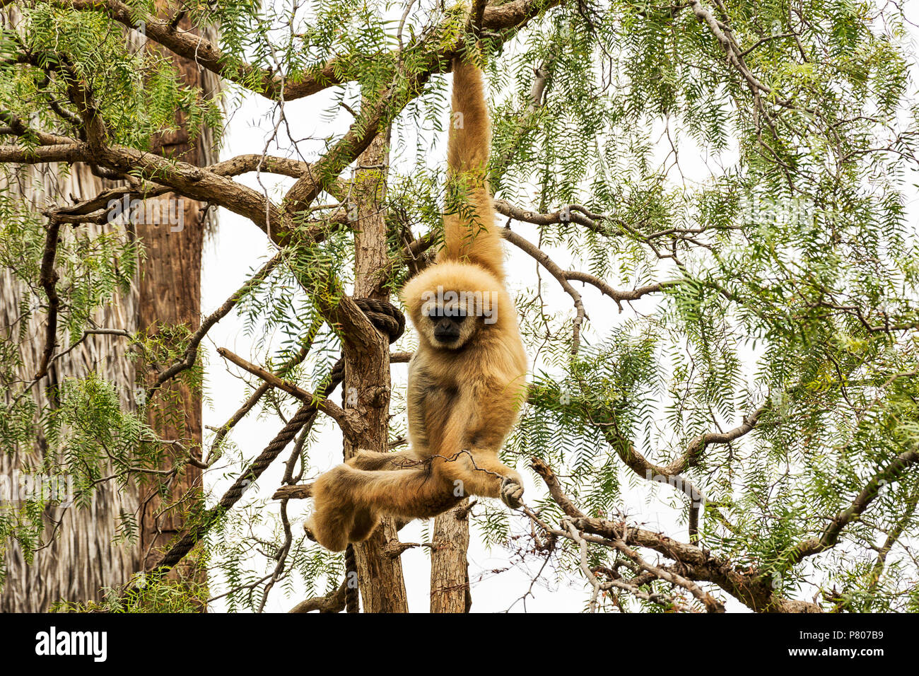 Die wilde Natur. Ein wilder Affe hängt an einem Ast Stockfotografie - Alamy