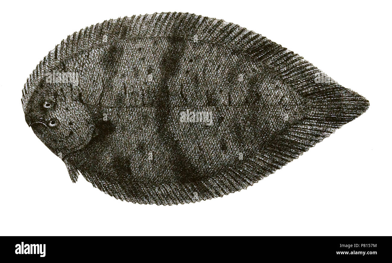 Brachirus pan Syn. Synaptura pan Die Namen der Arten/Identität ...