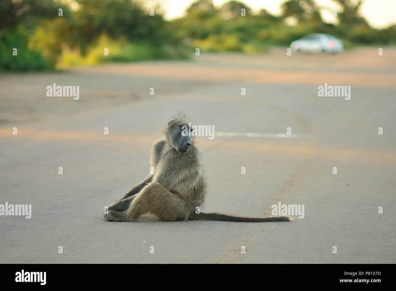 Pavian auf safari -Fotos und -Bildmaterial in hoher Auflösung – Alamy