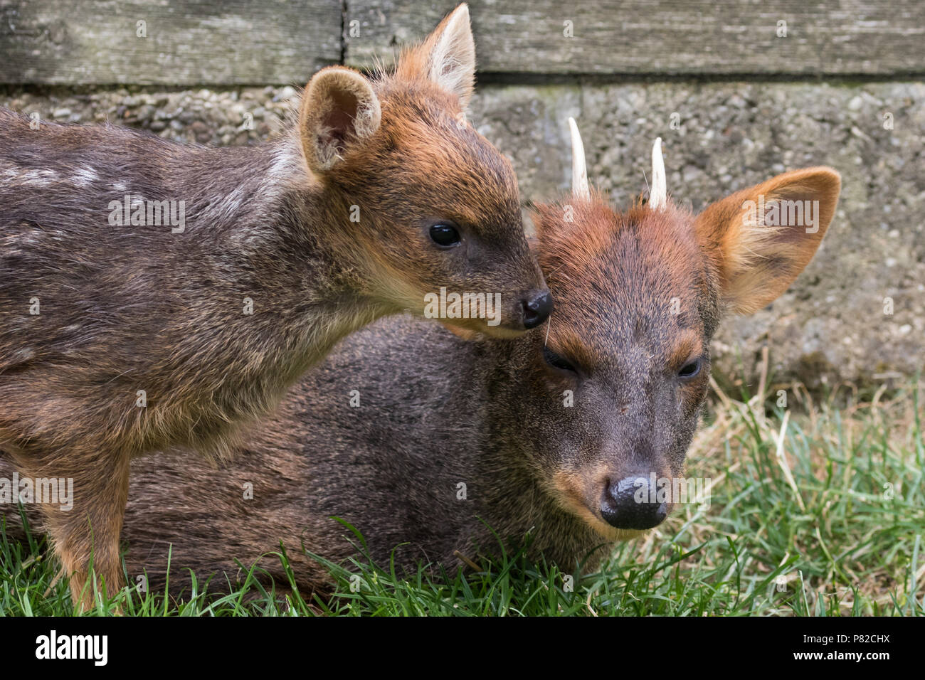 Pudu pudu -Fotos und -Bildmaterial in hoher Auflösung – Alamy