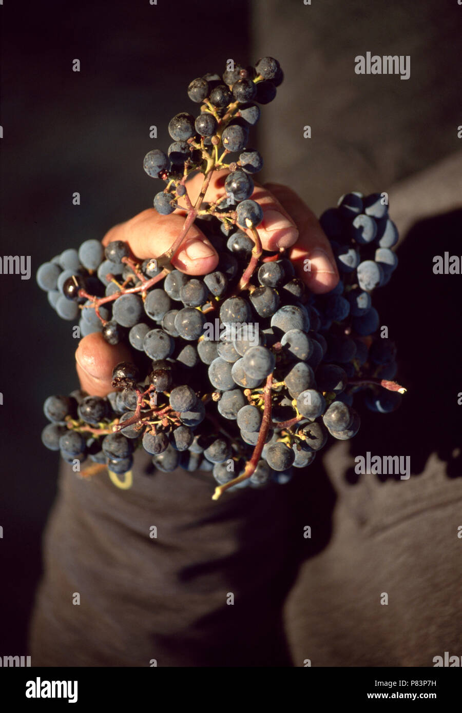 Cabernet Sauvignon Trauben Stockfotos & Cabernet Sauvignon Trauben ...