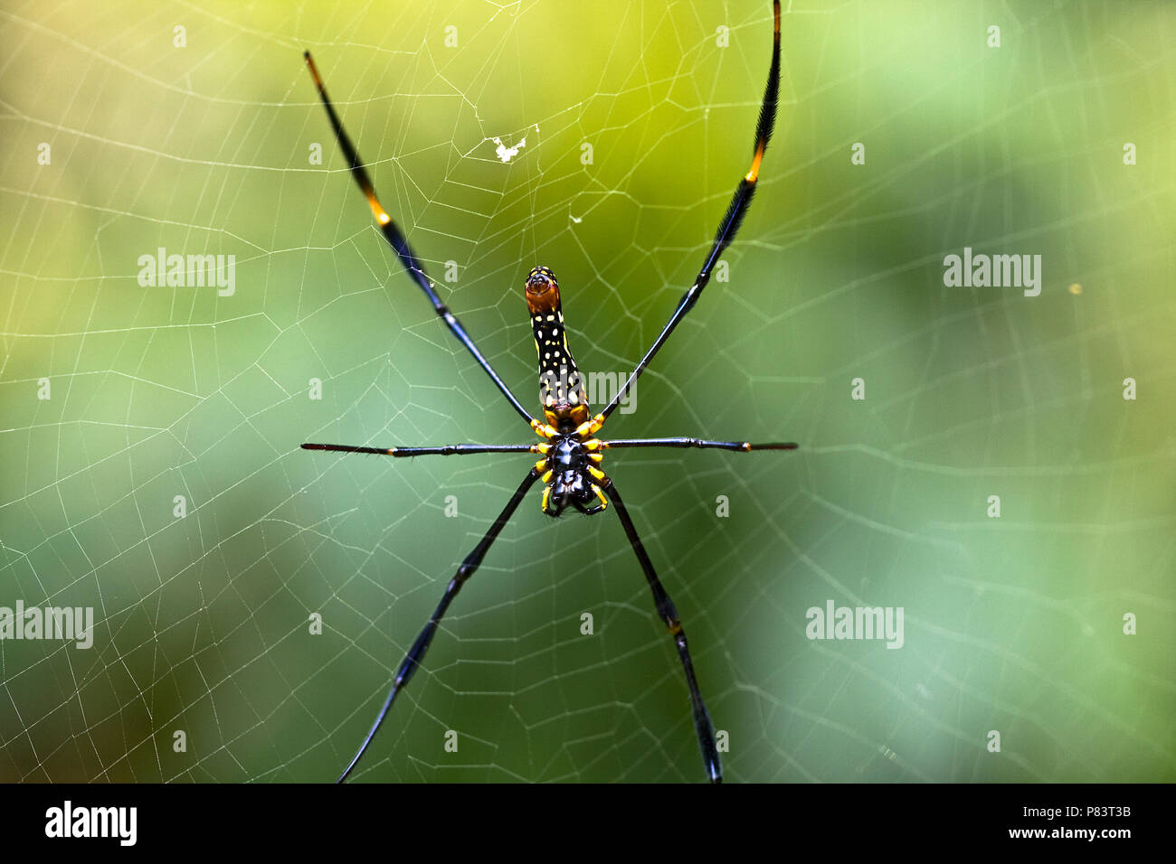 Giant crab spider huntsman spider -Fotos und -Bildmaterial in hoher ...