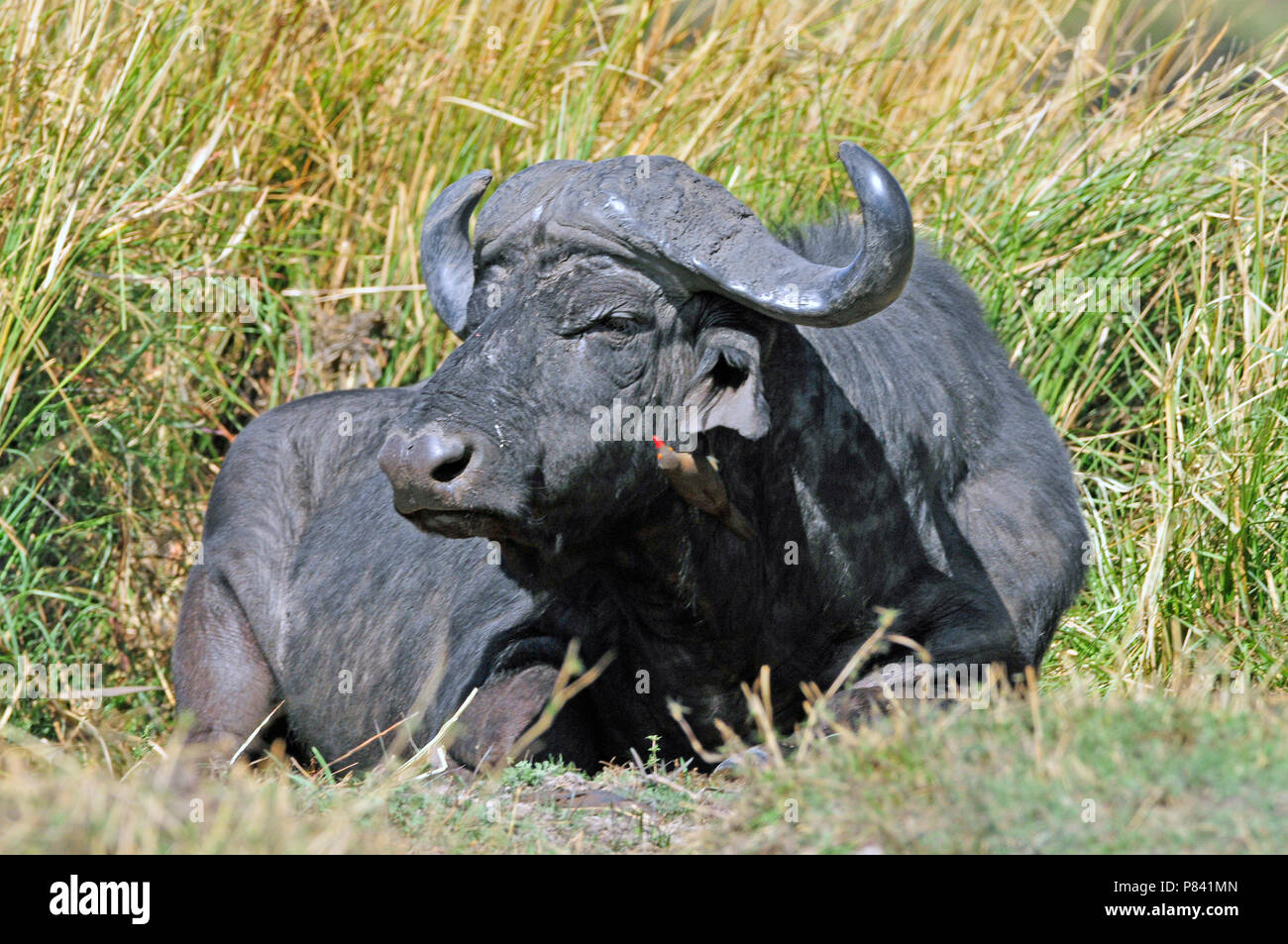 Afrikaanse buffel -Fotos und -Bildmaterial in hoher Auflösung – Alamy
