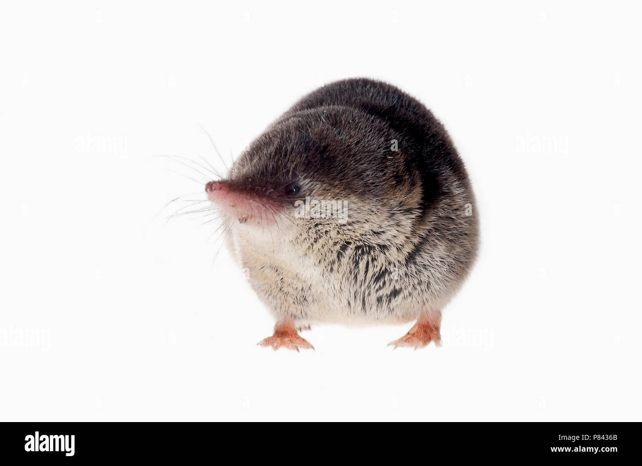 Sorex araneus -Fotos und -Bildmaterial in hoher Auflösung – Alamy