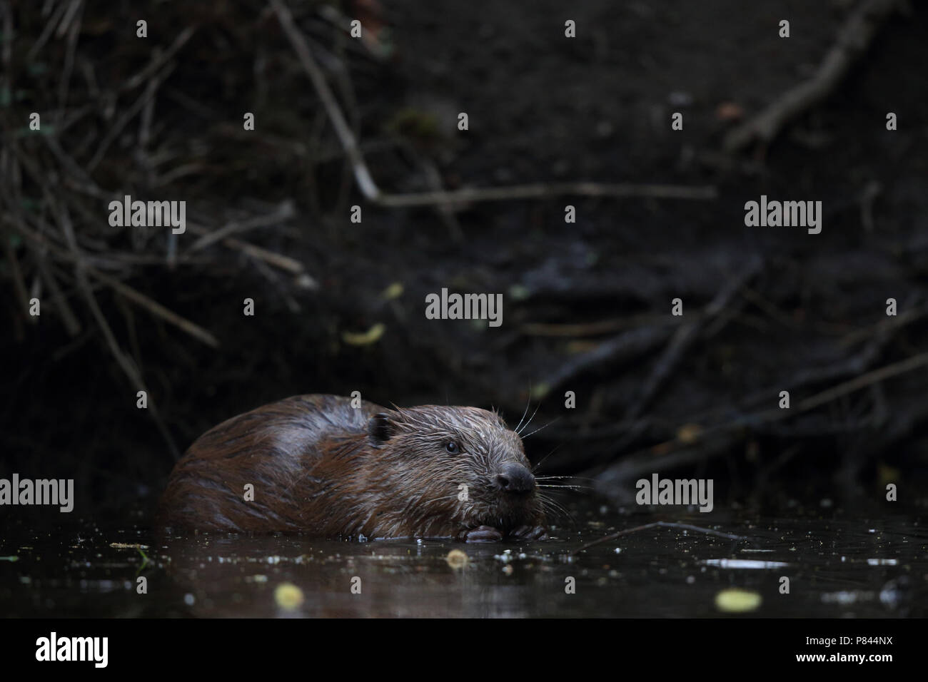 Bever in wasser -Fotos und -Bildmaterial in hoher Auflösung – Alamy