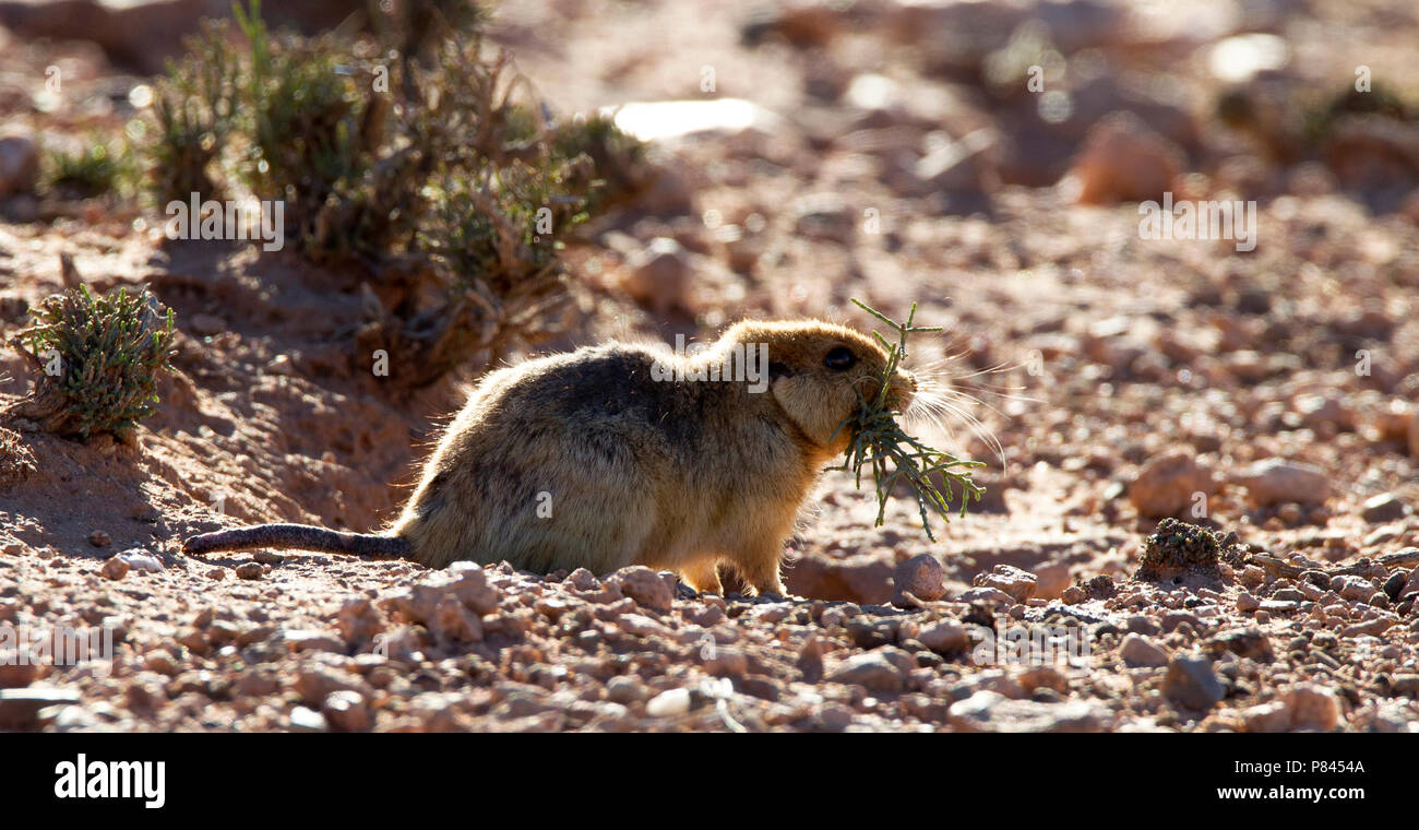 Fette sandratte -Fotos und -Bildmaterial in hoher Auflösung – Alamy