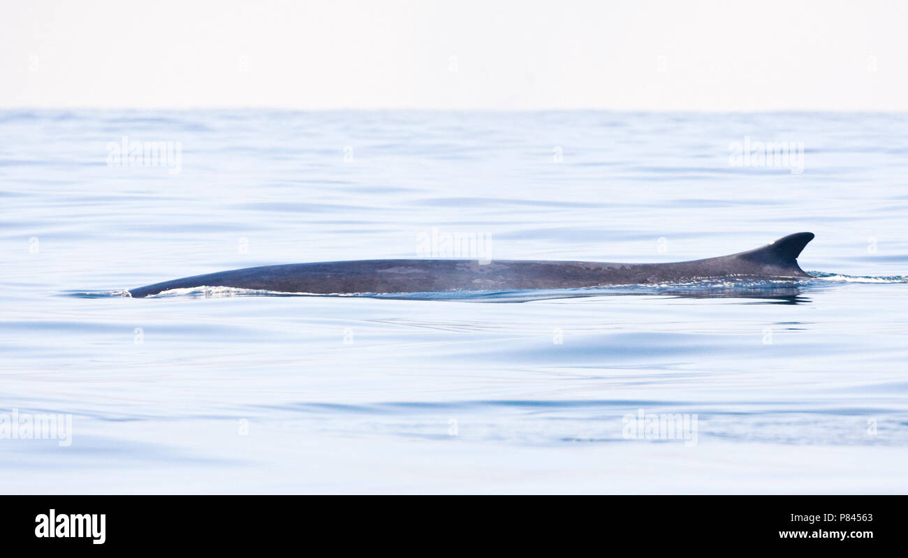 Finnwal balaenoptera physalus -Fotos und -Bildmaterial in hoher ...
