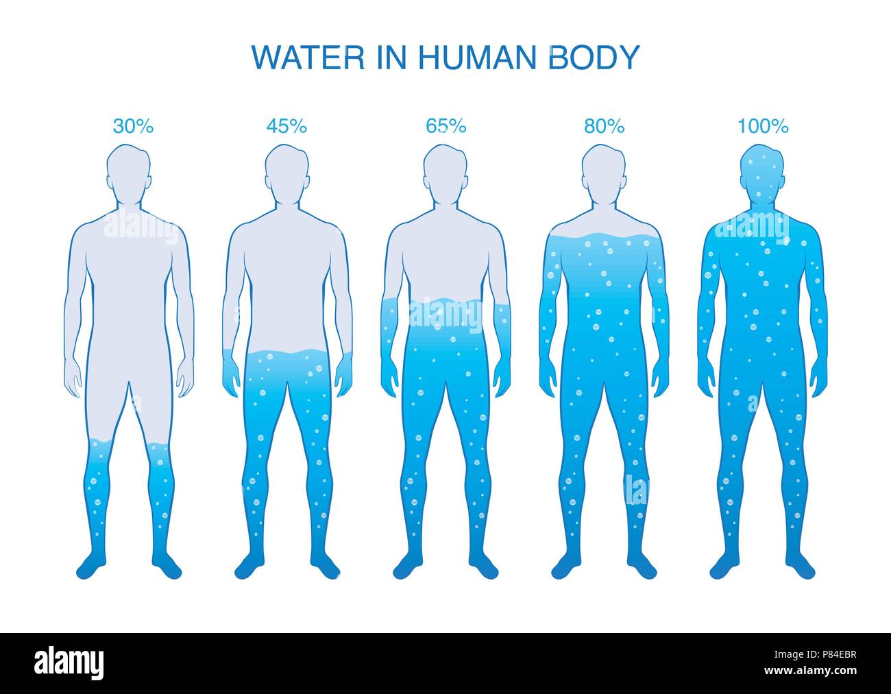 Differenz Anteil Wasser in den menschlichen Körper Stock-Vektorgrafik ... Differenz Anteil Wasser in den menschlichen Körper Stock-Vektorgrafik ...