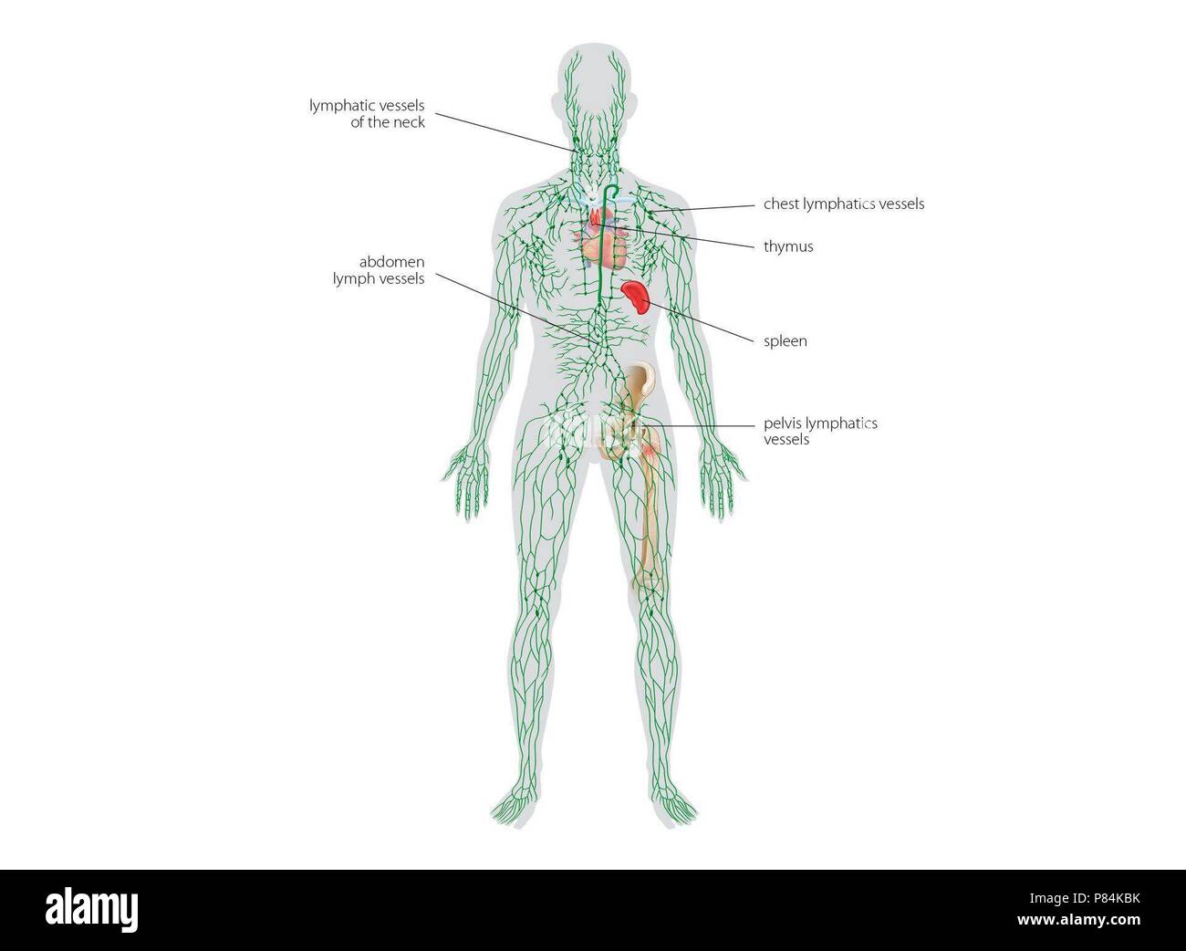 Lymph vessels Ausgeschnittene Stockfotos und -bilder - Alamy