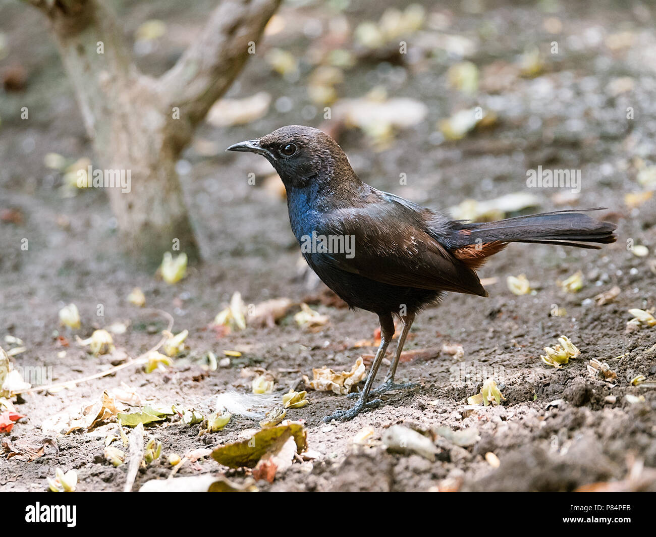 Vogel indischer subkontinent -Fotos und -Bildmaterial in hoher ...