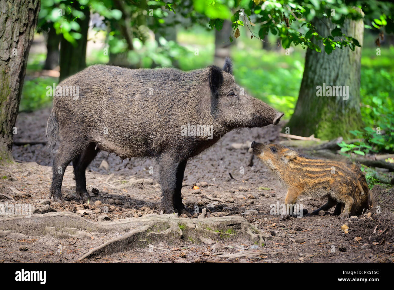 Wildschwein wildschwein ferkel -Fotos und -Bildmaterial in hoher ...