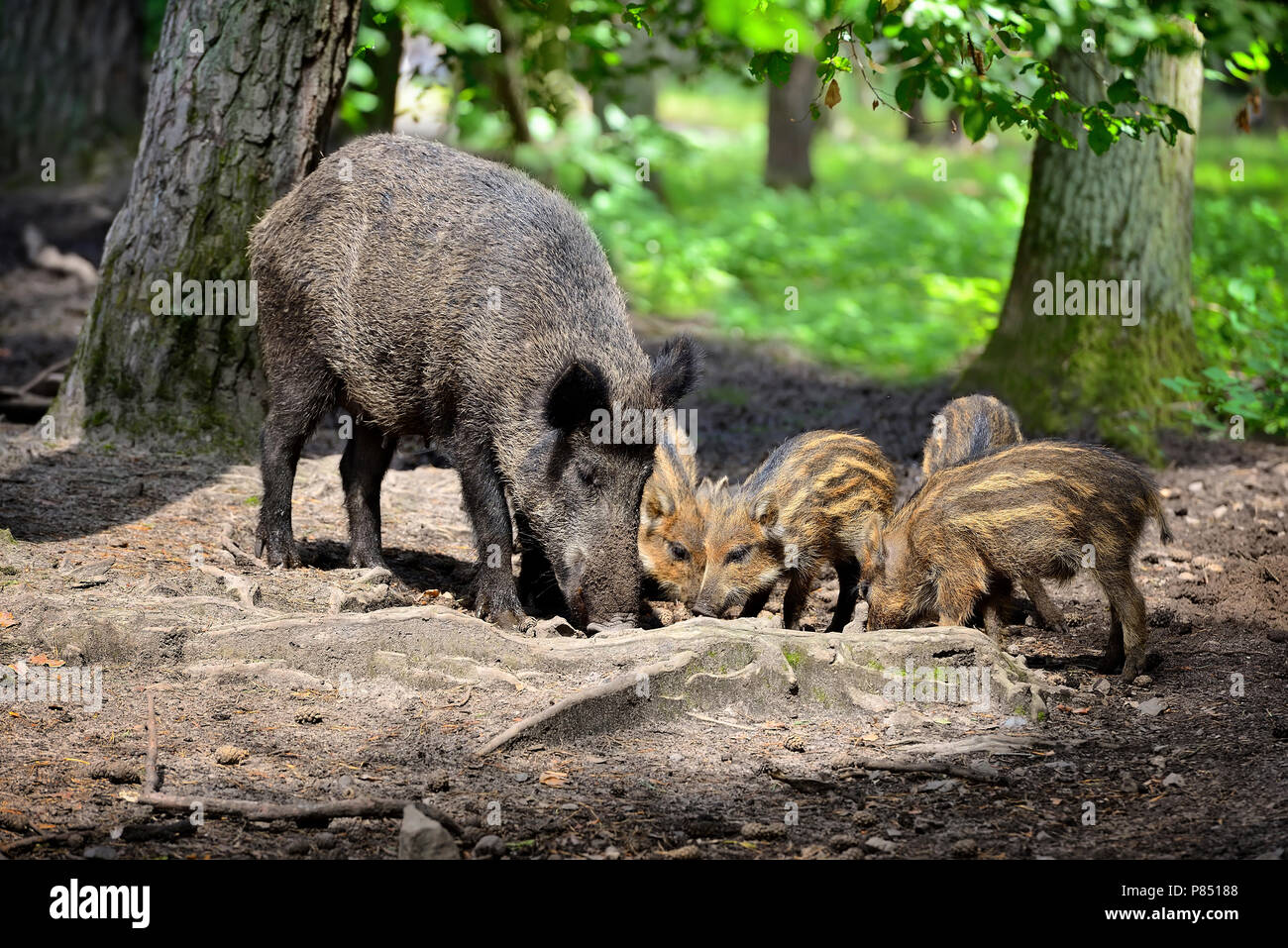 Wildschwein Familie mit gestreiften Ferkel im Wald Stockfotografie - Alamy