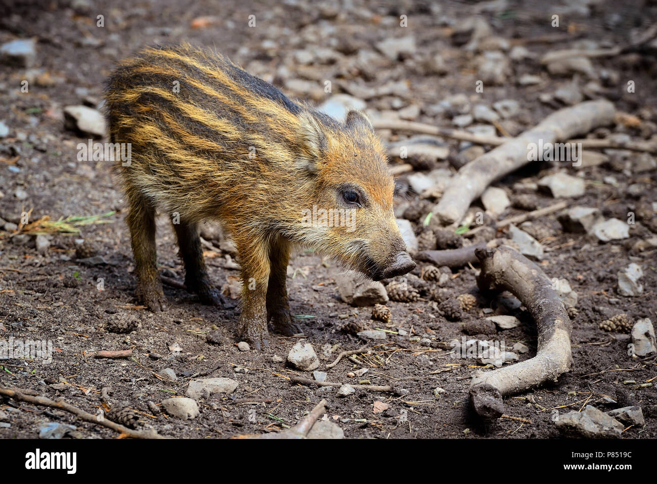 Wildschwein baby -Fotos und -Bildmaterial in hoher Auflösung – Alamy