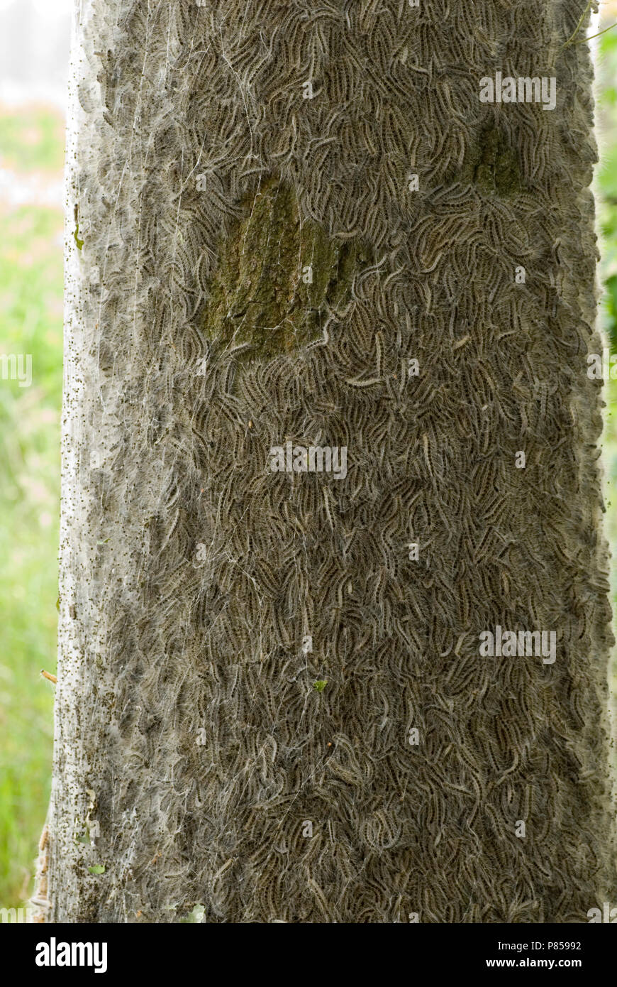 Eichenfalter raupe -Fotos und -Bildmaterial in hoher Auflösung – Alamy