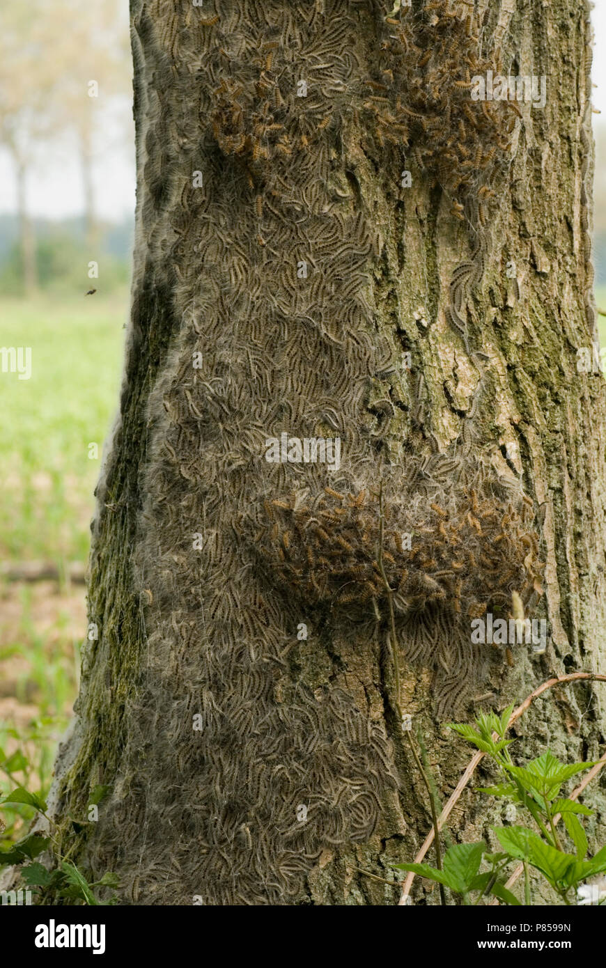 Eichenfalter raupe -Fotos und -Bildmaterial in hoher Auflösung – Alamy