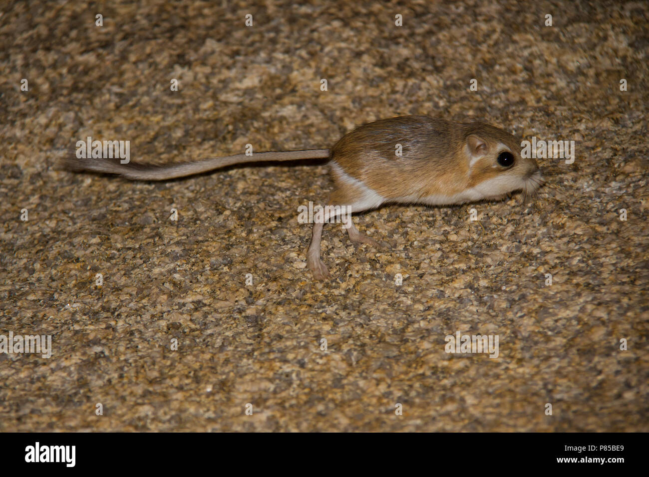 Kangaroo rat Stockfotos und -bilder Kaufen - Alamy